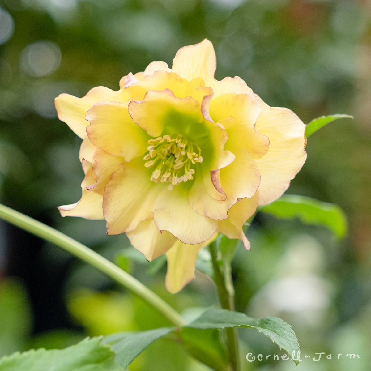 Helleborus First Dance 1gal. Wedding Party – Cornell Farm