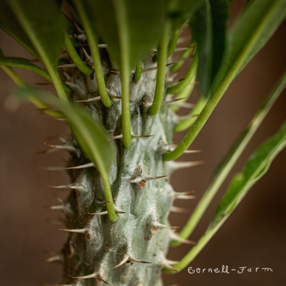 Pachypodium lameri 6in Madagascar Palm – Cornell Farm