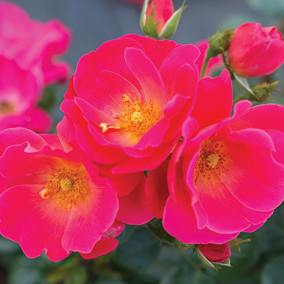 Rose Brick House Pink 5gal Floribunda – Cornell Farm