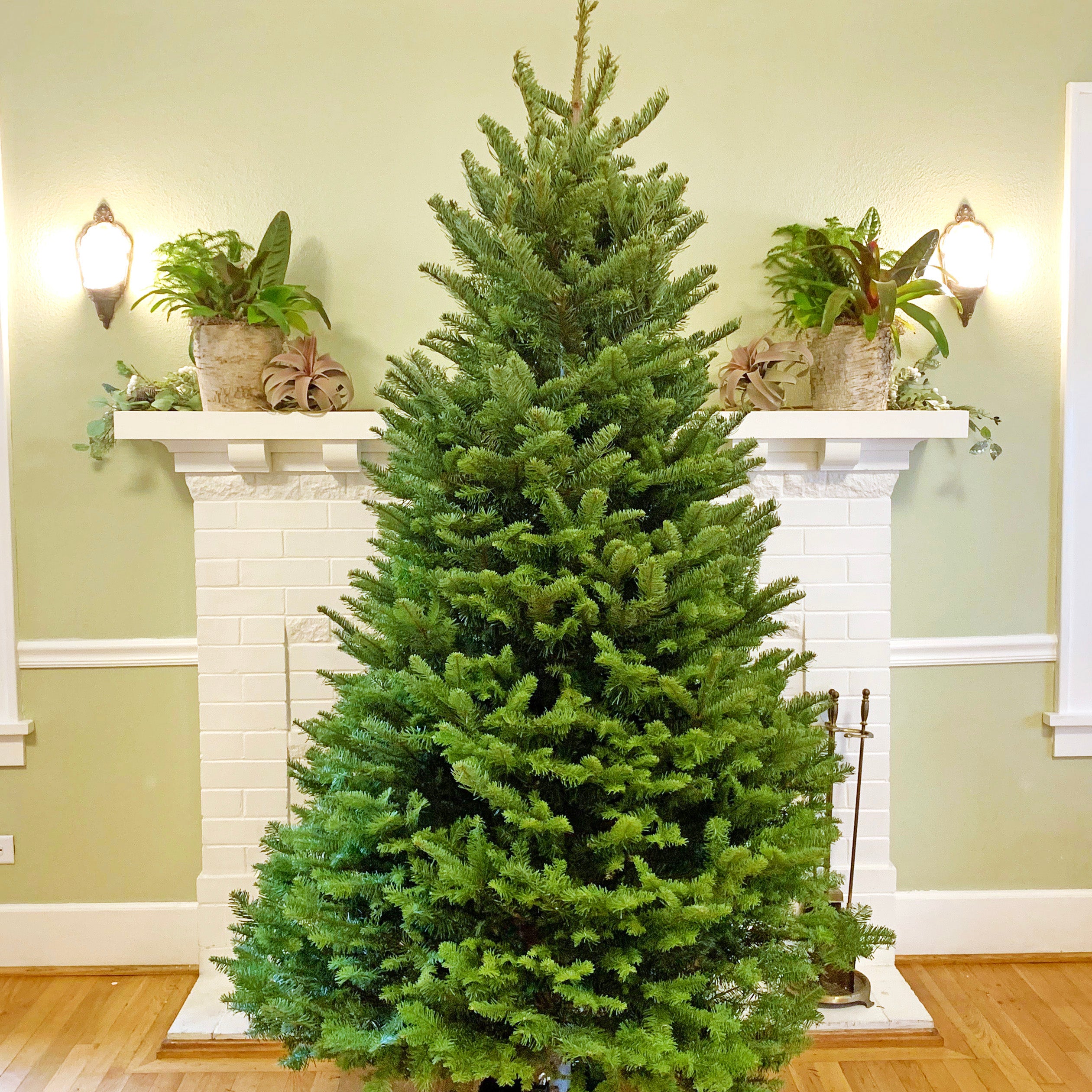 Noble Fir Christmas Tree – Cornell Farm