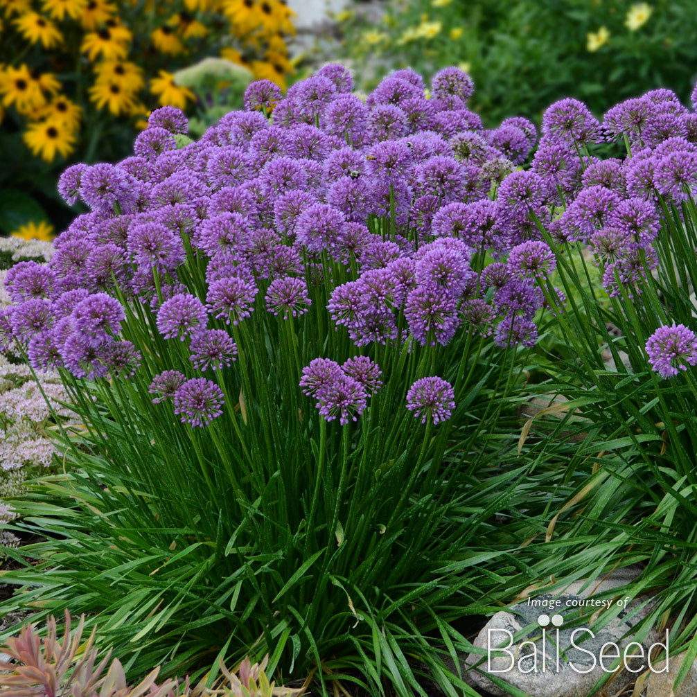Allium Millenium bare root – Cornell Farm