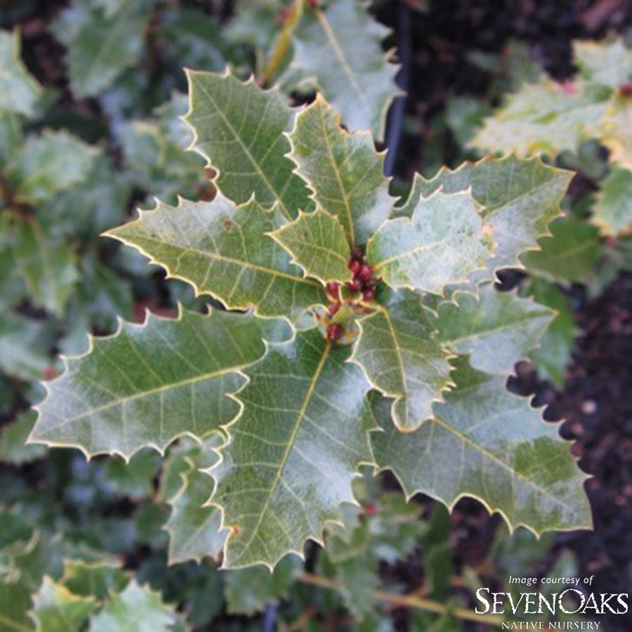 Quercus chrysolepis 3gal Canyon Live Oak – Cornell Farm