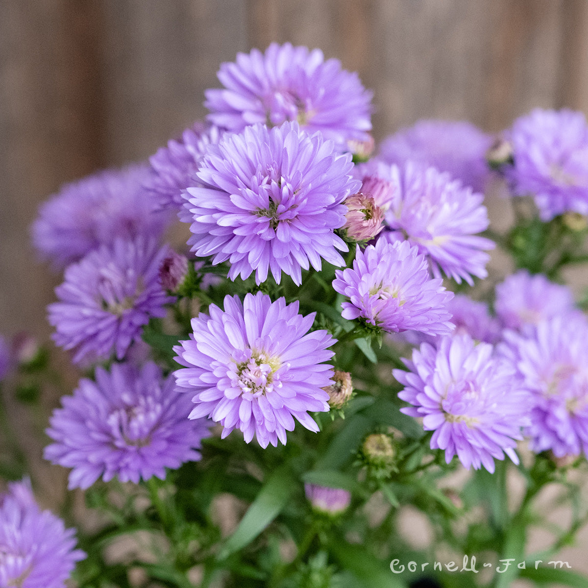 Aster Royalty Peter III Blue Qrt. Fall – Cornell Farm