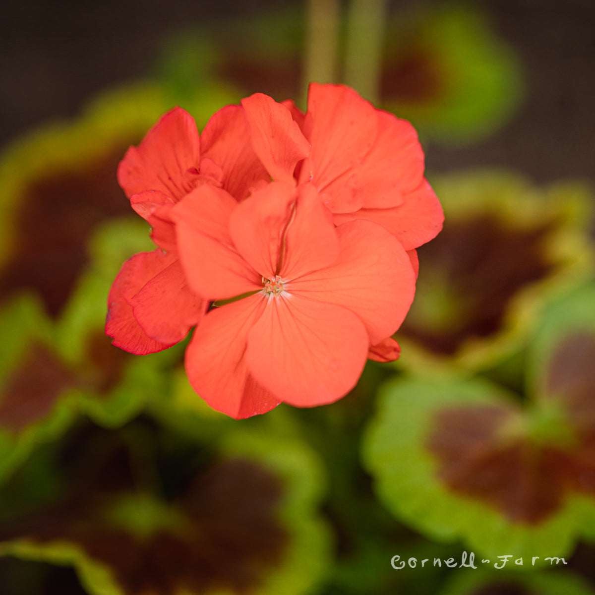 Geranium Zonal Occold Shield Qrt. CF – Cornell Farm