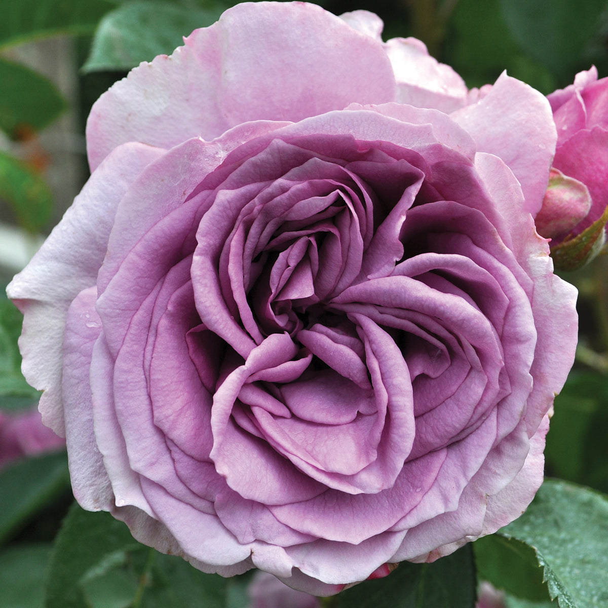 Rose Arborose Quicksilver 5gal Climber – Cornell Farm