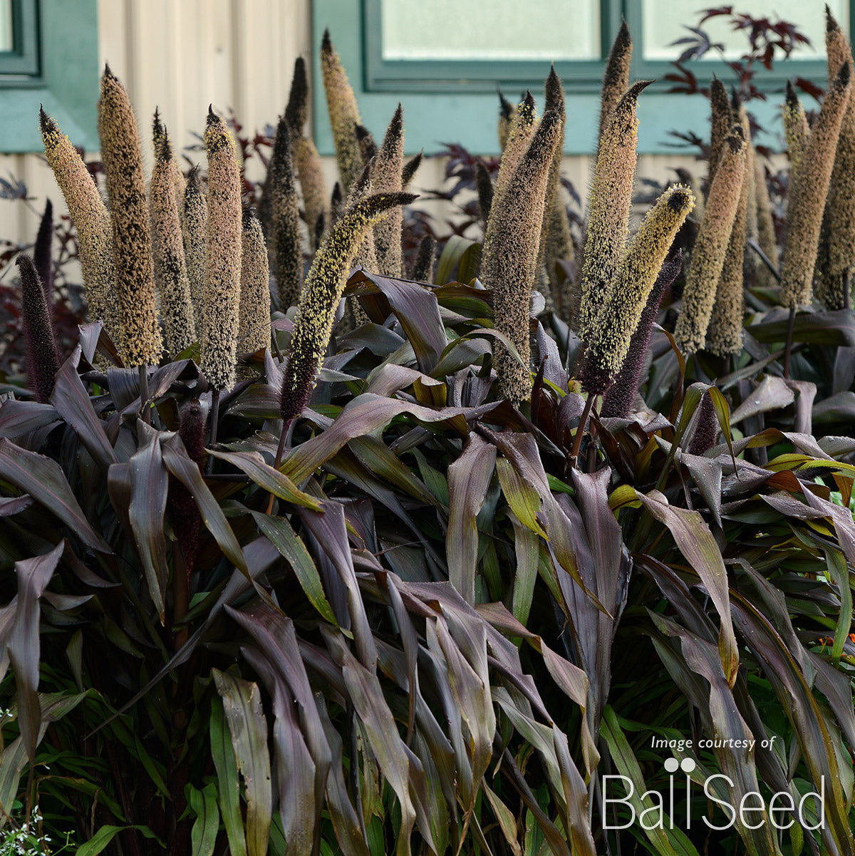 Millet Ornamental Copper Prince 4.25in CF – Cornell Farm