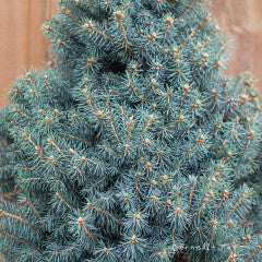 Picea pungens Sester Dwarf 5gal Blue Spruce – Cornell Farm