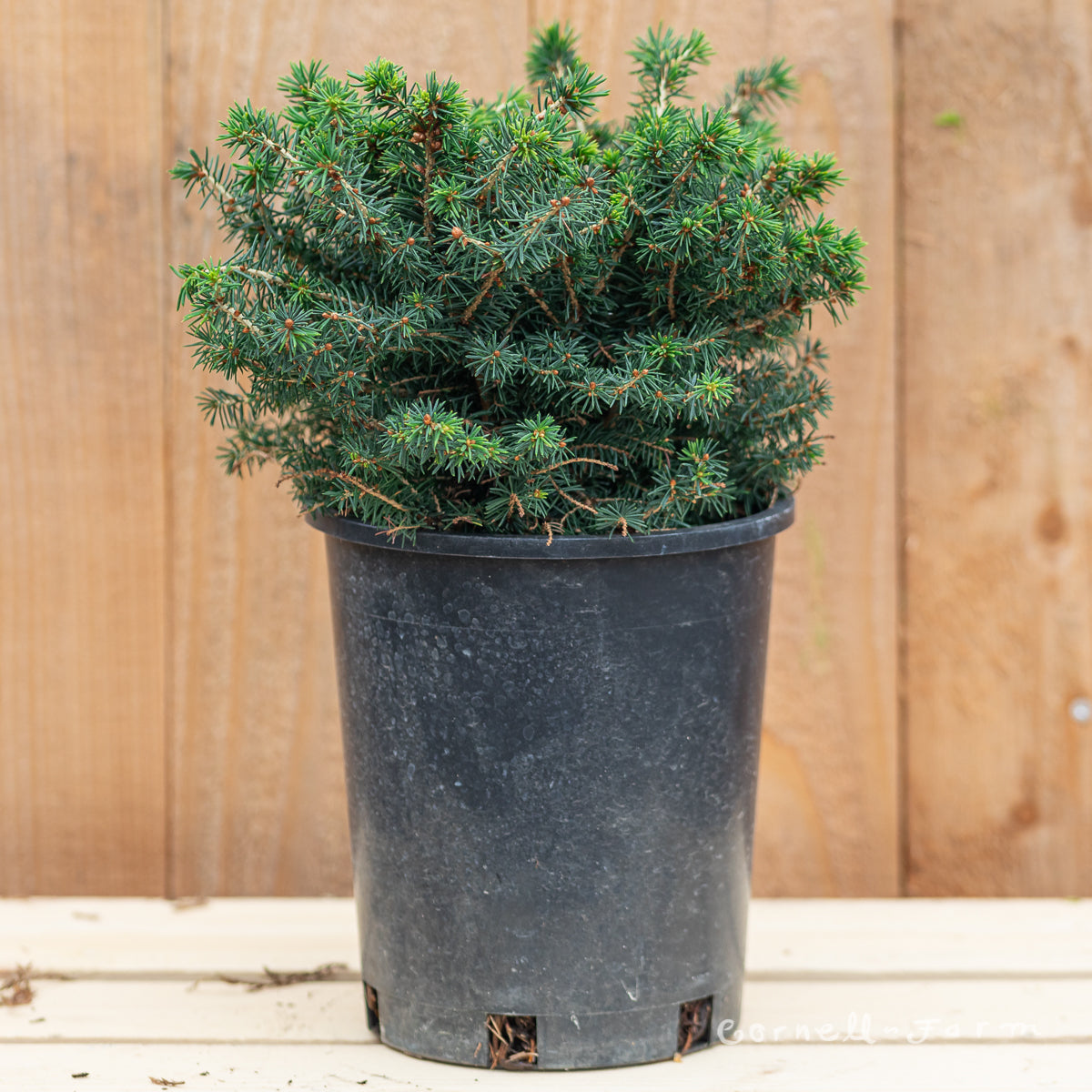 Picea abies Little Gem 1gal Norway Spruce – Cornell Farm