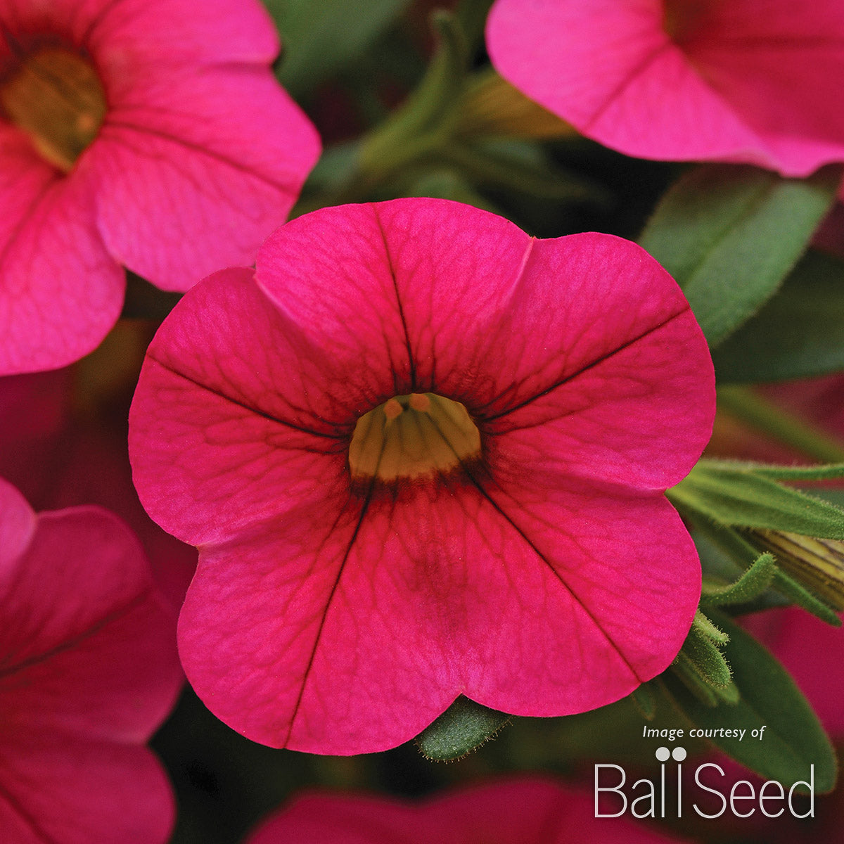 Calibrachoa Cabaret Hot Pink 4.25in CF – Cornell Farm
