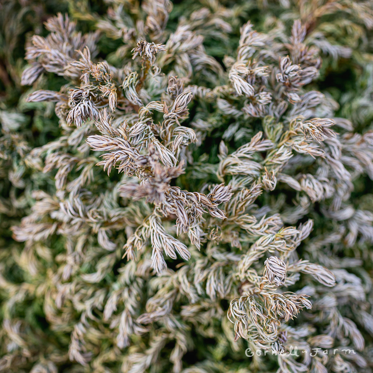 Chamaecyparis p. Curly Tops 1gal – Cornell Farm