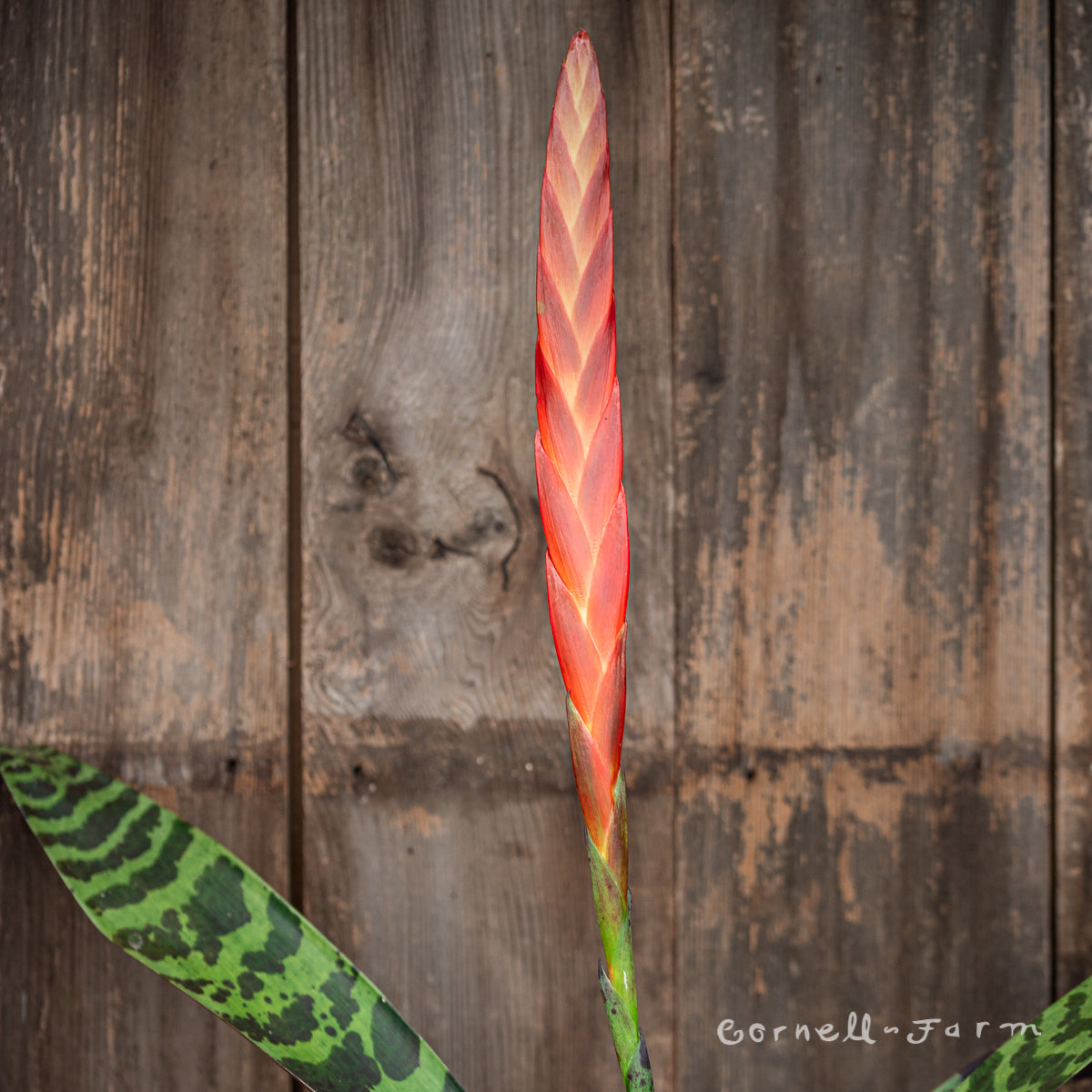 Vriesea splenreit 6in Flaming Sword Bromeliad – Cornell Farm