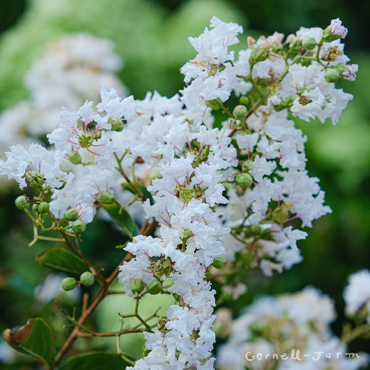 Lagerstroemia Petite Snow 5gal Dwarf Crape Myrtle Shrub Form – Cornell Farm
