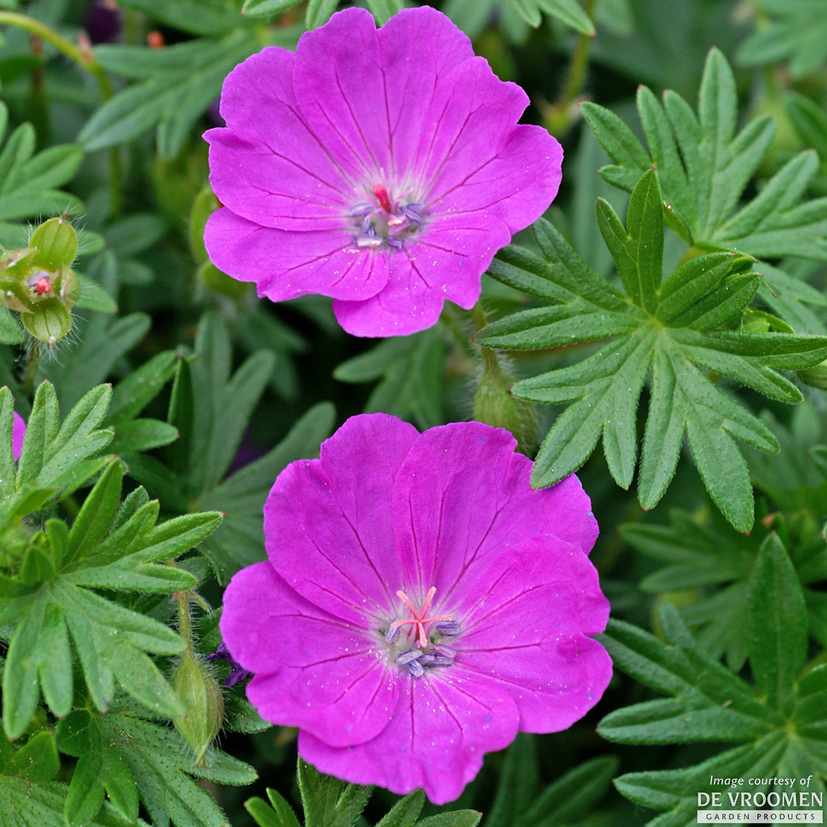 Geranium sanguineum Max Frei 1 gal CF Hardy Geranium – Cornell Farm