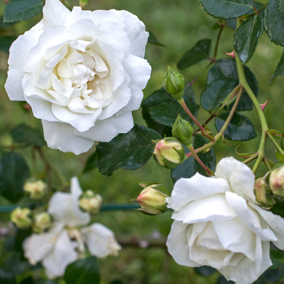Rose White Dawn Climber 5 gal – Cornell Farm
