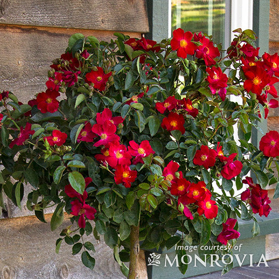 Rose Flower Carpet Red 2gal – Cornell Farm