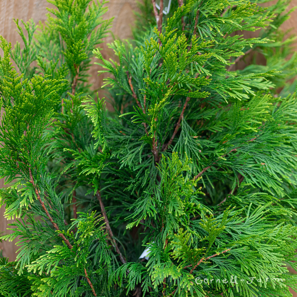 Thuja p. 4ever Goldy 2gal Western Red Cedar – Cornell Farm