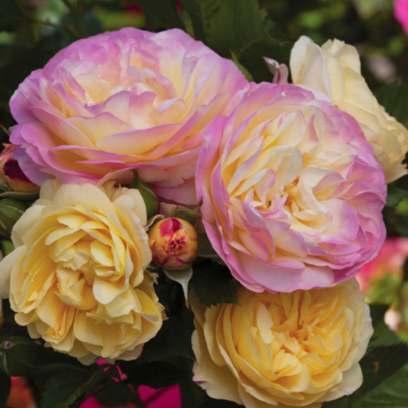 Rose Life of the Party 5gal Floribunda – Cornell Farm