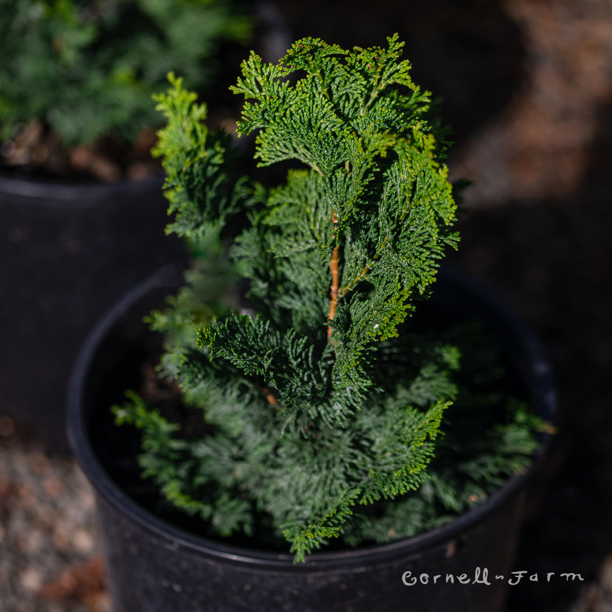 Chamaecyparis o. Contorta 2gal Hinoki Cypress – Cornell Farm
