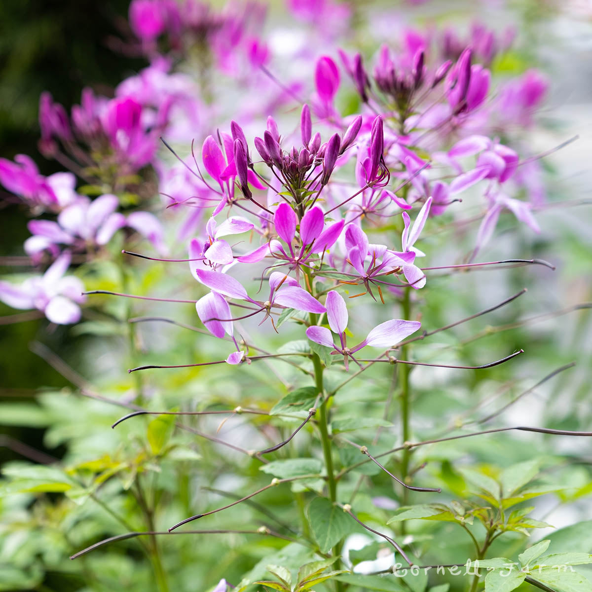 Cleome Clio Magenta Qrt. – Cornell Farm
