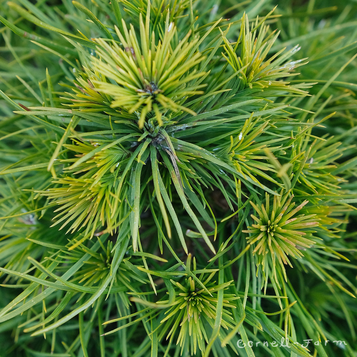 Pinus sylvestris Green Penguin 3gal Scots Pine – Cornell Farm