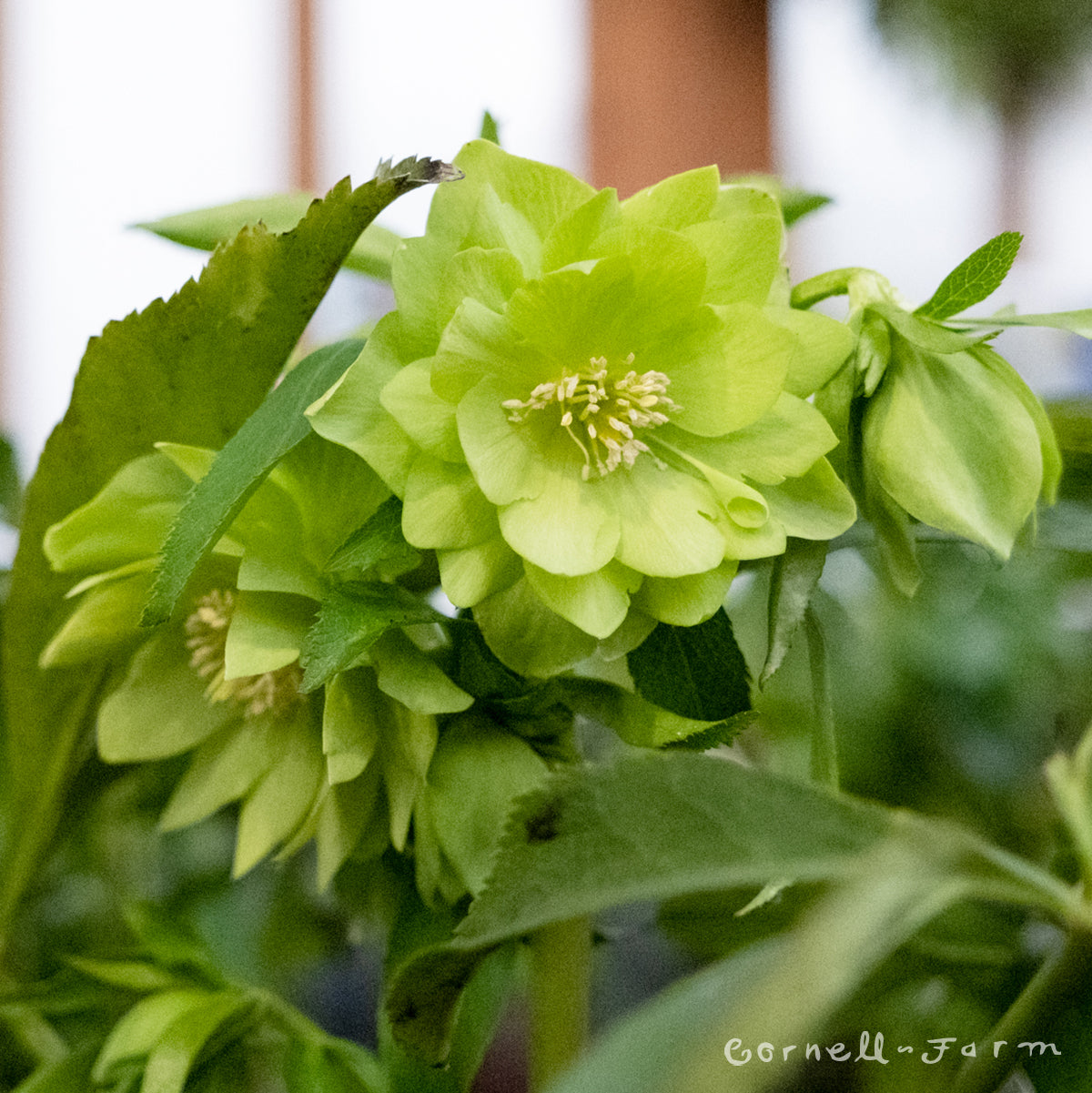 Helleborus Jade Tiger WJ 1gal Winter Jewels – Cornell Farm