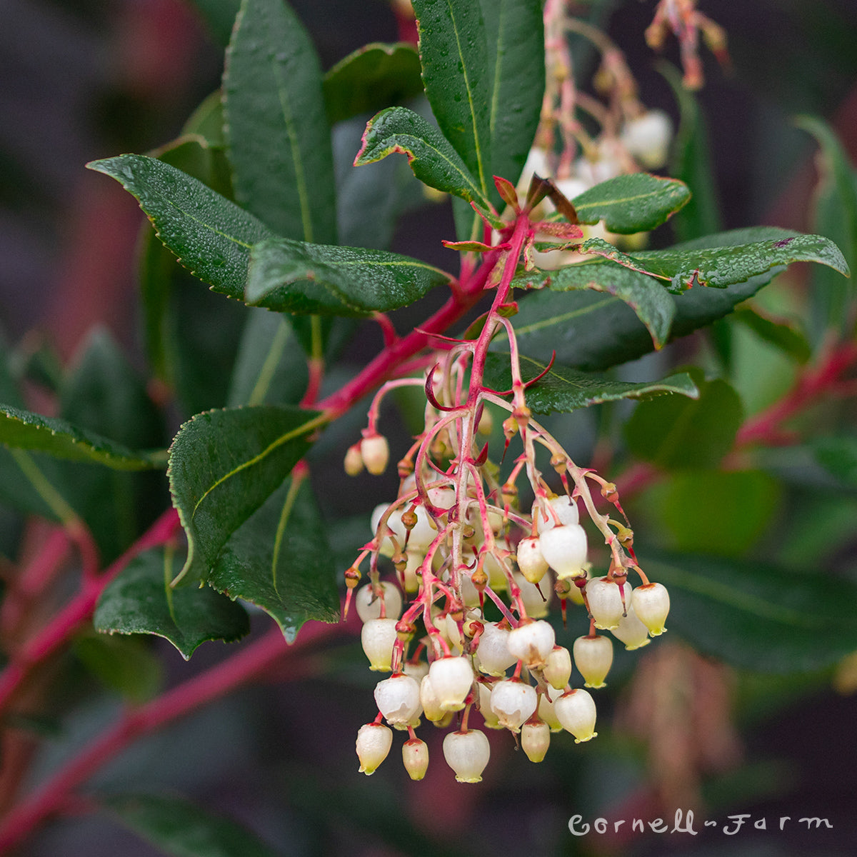 Arbutus unedo Compacta 5gal Strawberry Tree- shrub – Cornell Farm