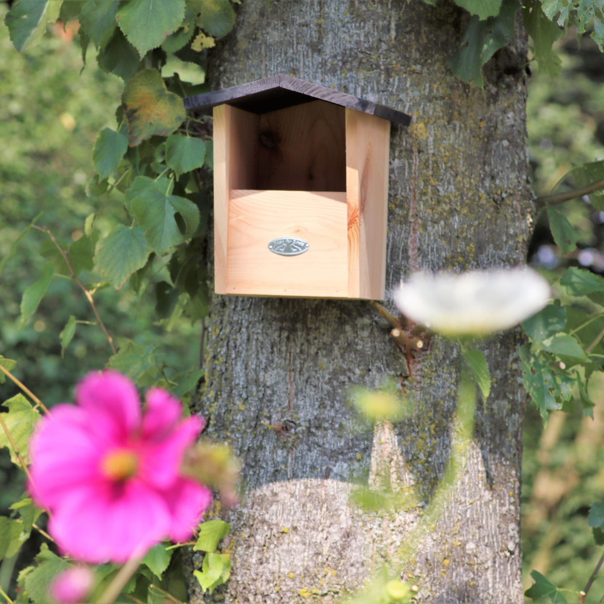 ED Robin Bird House Wood – Cornell Farm