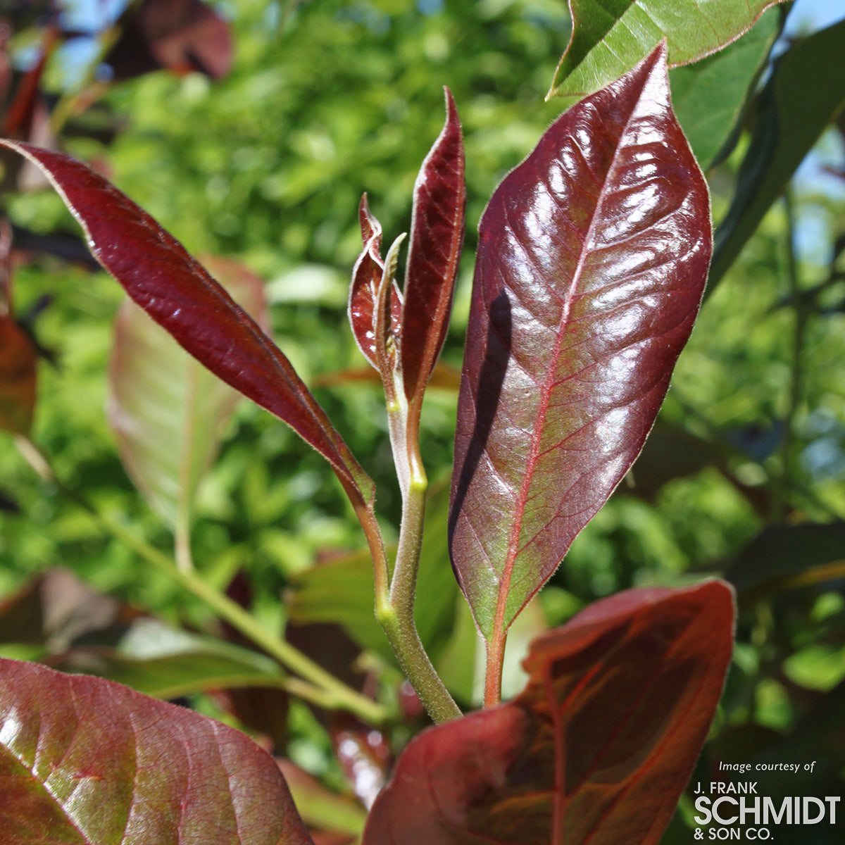 Nyssa sylvatica Wildfire 5 gal Black Tupelo – Cornell Farm