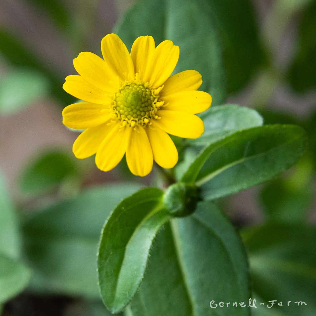 Sanvitalia Talya Bright 4.25in CF – Cornell Farm