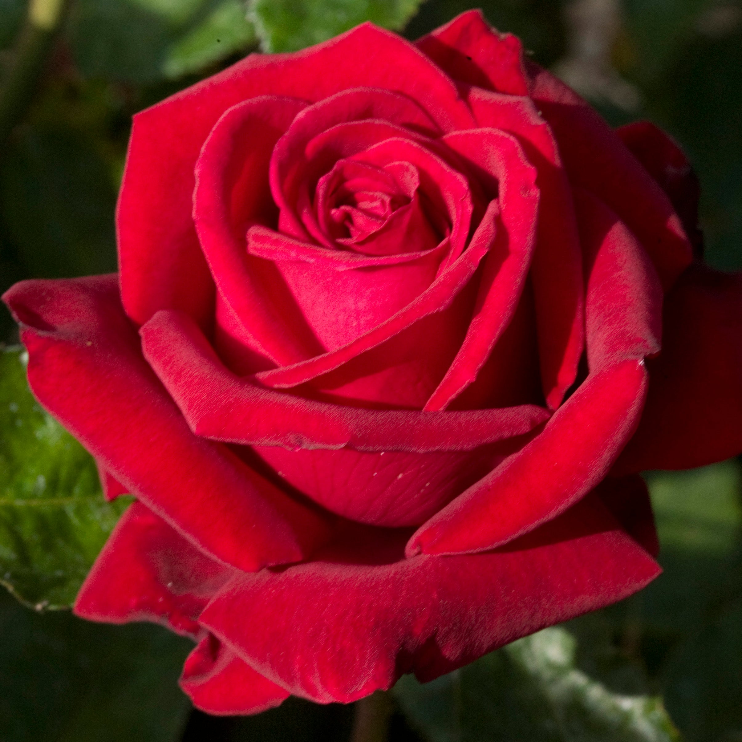 Rose Ingrid Bergman 5gal Hybrid Tea – Cornell Farm