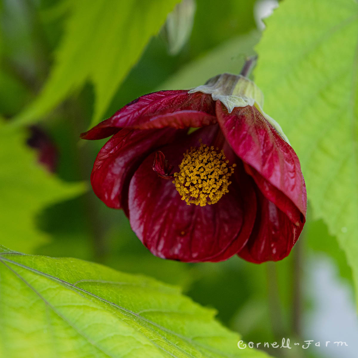 Abutilon Nabob 1gal Deep Red flowering maple – Cornell Farm