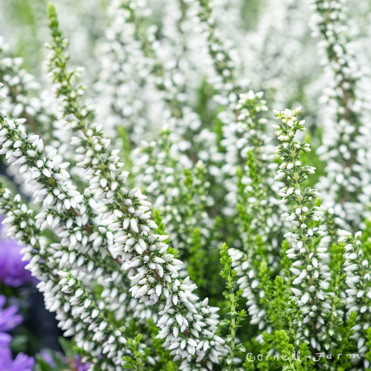 Calluna vulgaris Verenka 4in Beauty Ladies – Cornell Farm