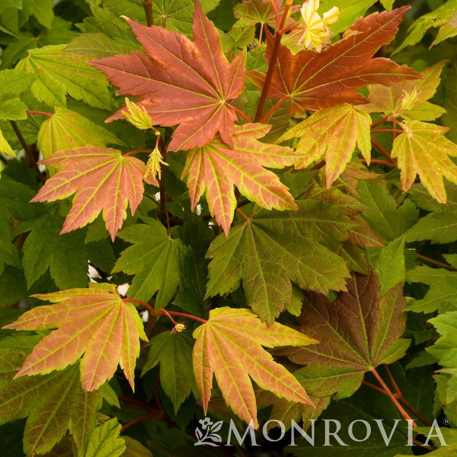 Acer circinatum Pacific Fire 25gal Vine Maple – Cornell Farm