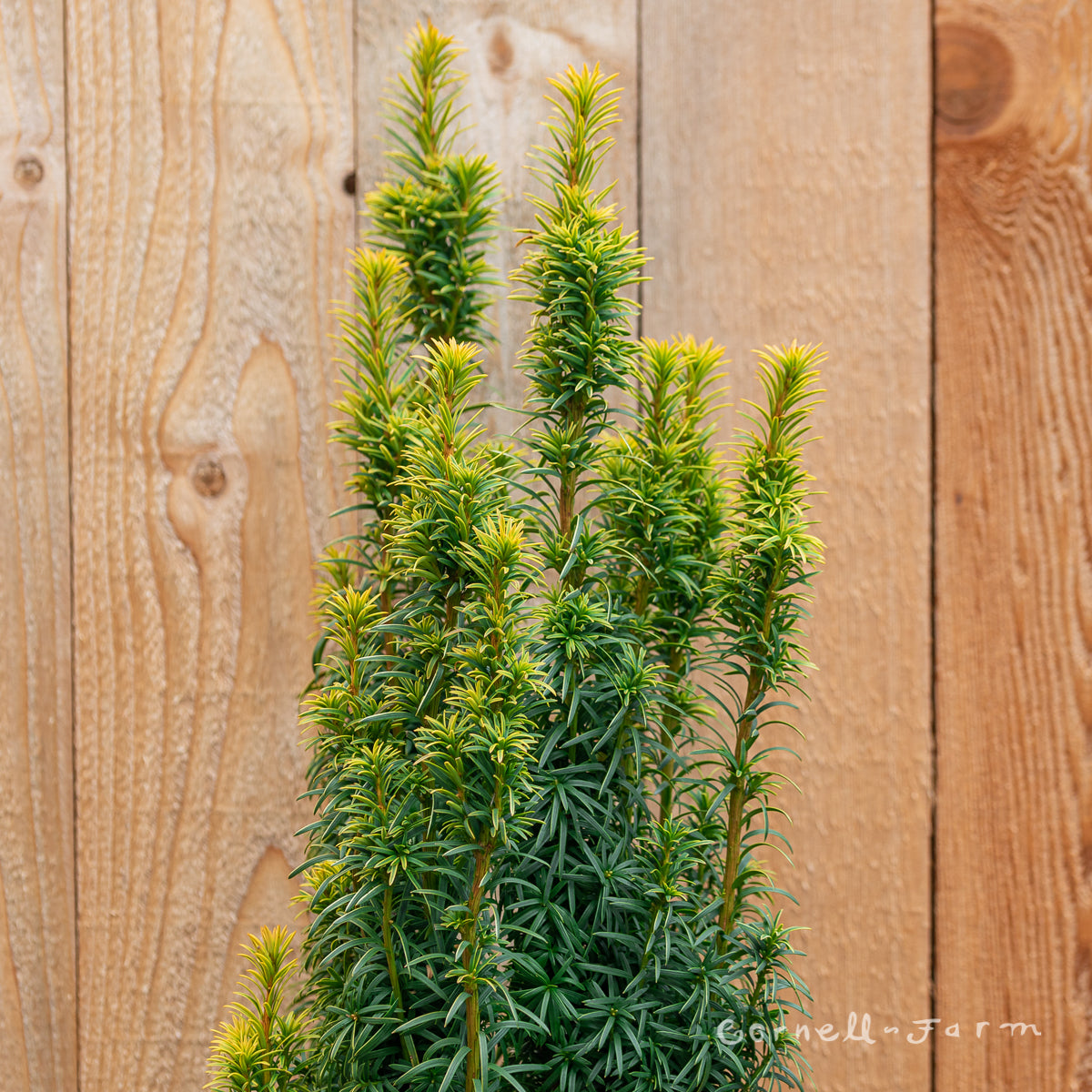 Taxus b. Silver Spire 3gal English Yew – Cornell Farm