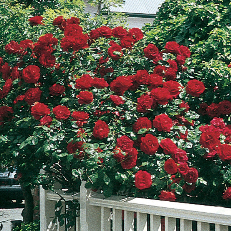 Rose Dublin Bay 5gal Climber – Cornell Farm