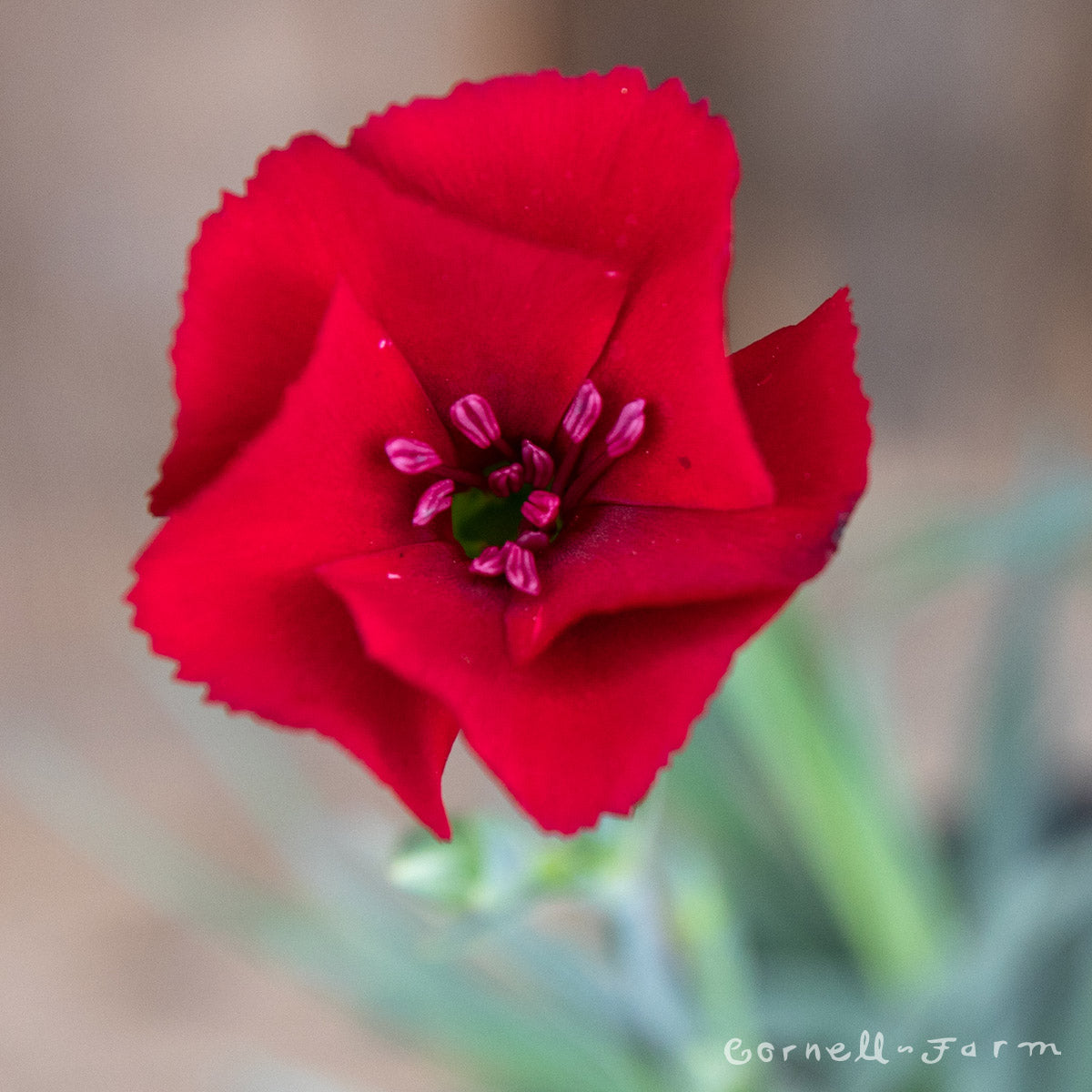 Dianthus Cherry Pie Qrt. American Pie CF – Cornell Farm
