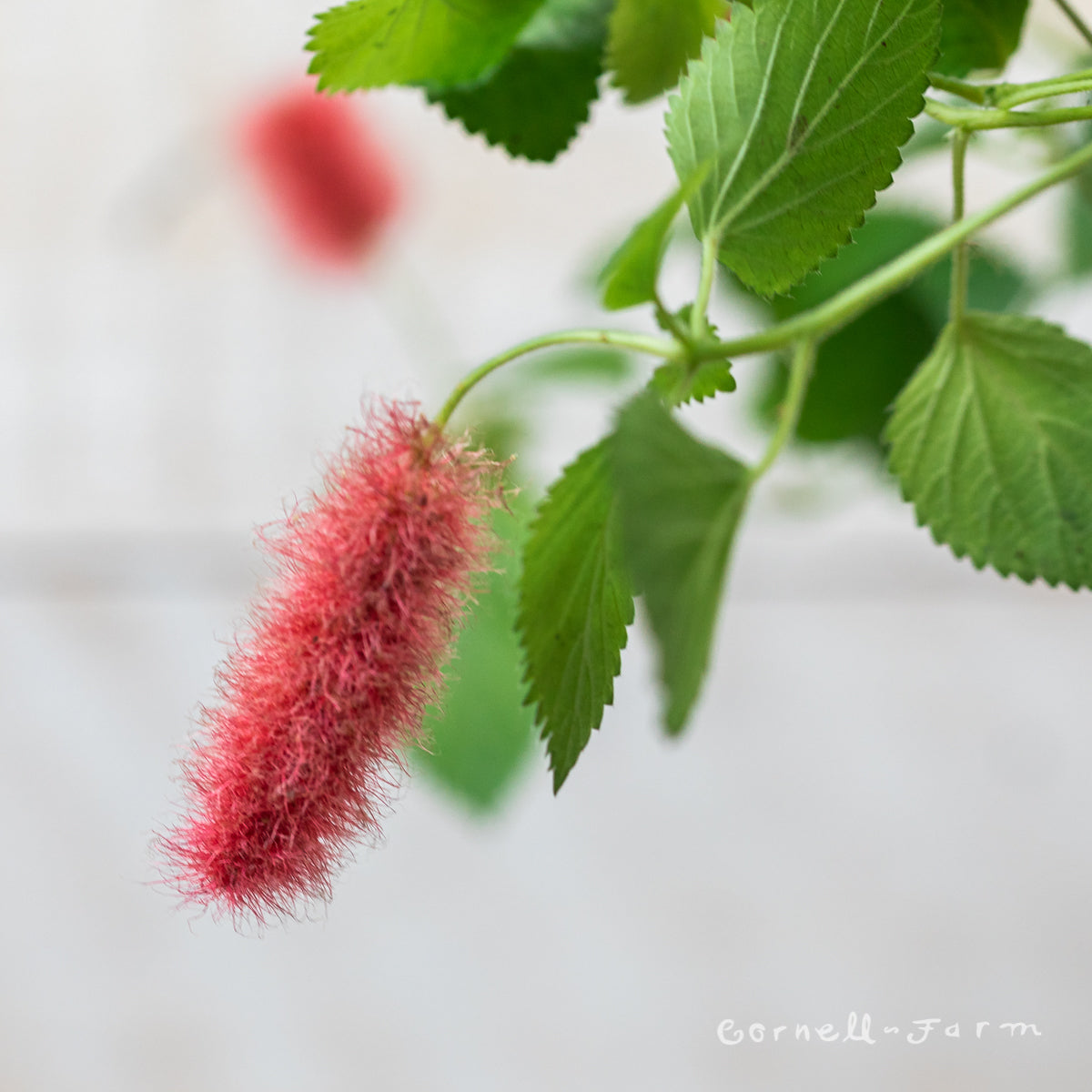 Acalypha pendula 6in Chenille Plant – Cornell Farm