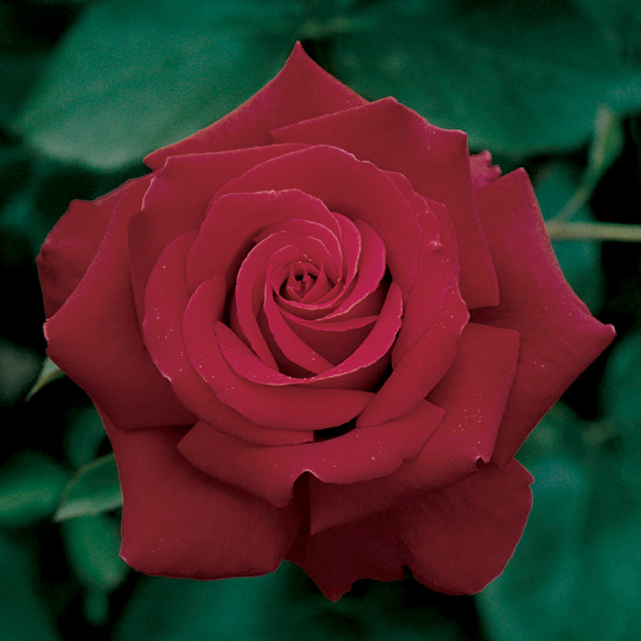 Rose Firefighter 5gal Hybrid Tea – Cornell Farm