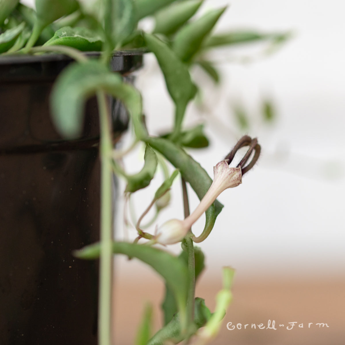 Ceropegia woodii 4in String of Spades – Cornell Farm