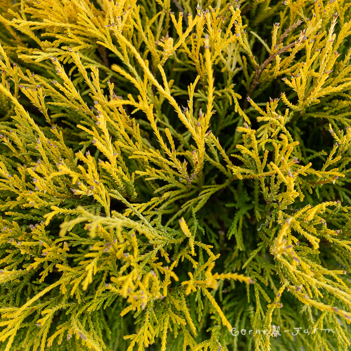 Chamaecyparis p. Gold Mop 3gal Sawara Falsecypress – Cornell Farm
