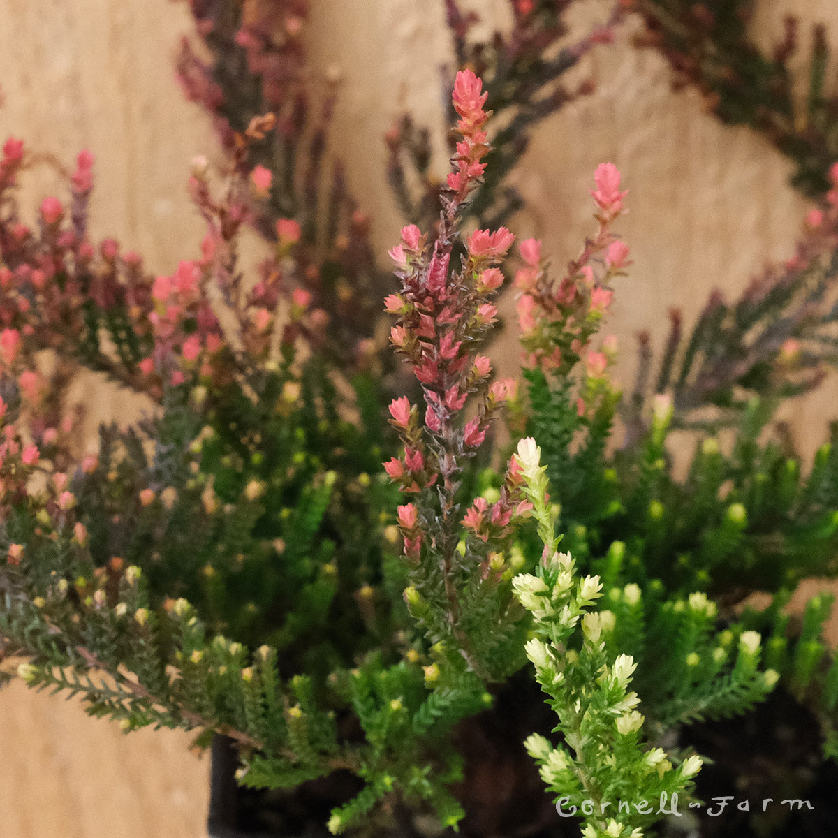 Calluna vulgaris Spring Torch 1gal Heather – Cornell Farm