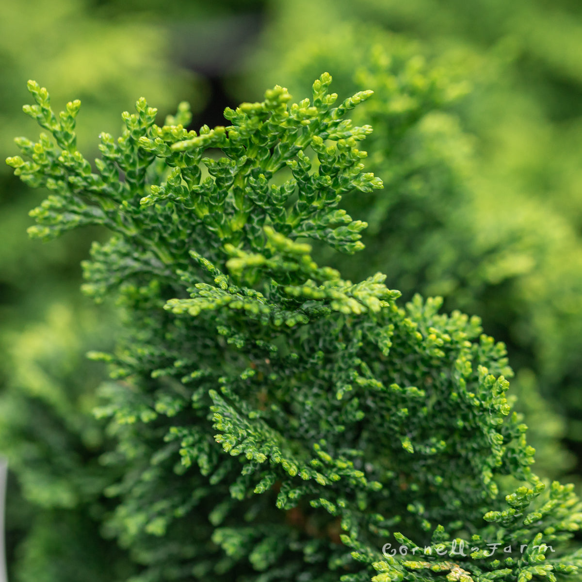 Chamaecyparis o. Hage 1gal Hinoki Cypress – Cornell Farm