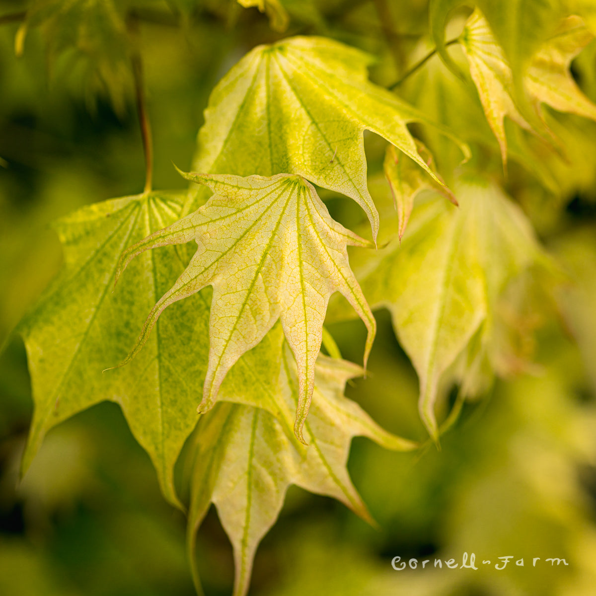 Acer p. Usugumo 7gal Japanese Maple – Cornell Farm
