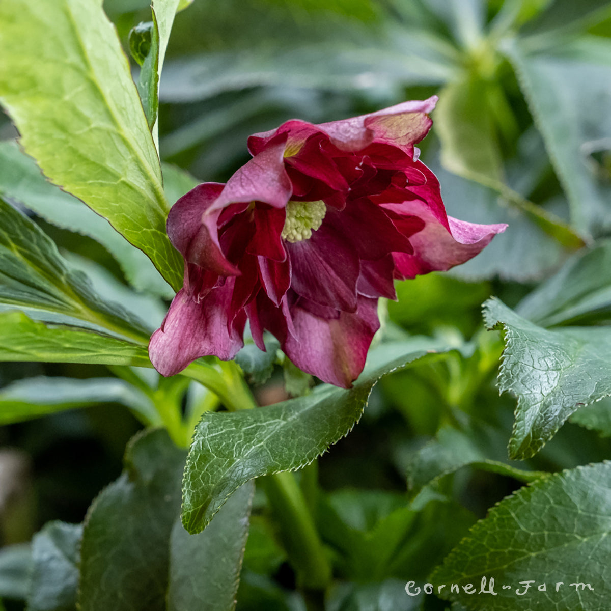 Helleborus Red Sapphire WJ 1gal Winter Jewels – Cornell Farm