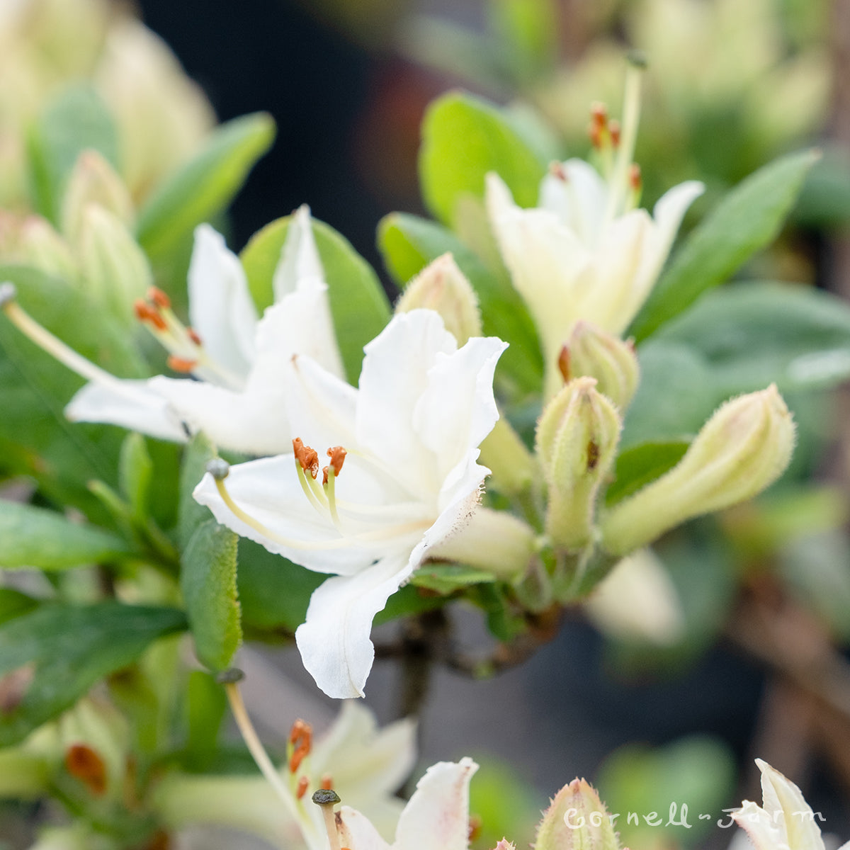 Azalea Exbury Fragrant Star 7gal Deciduous Azalea – Cornell Farm