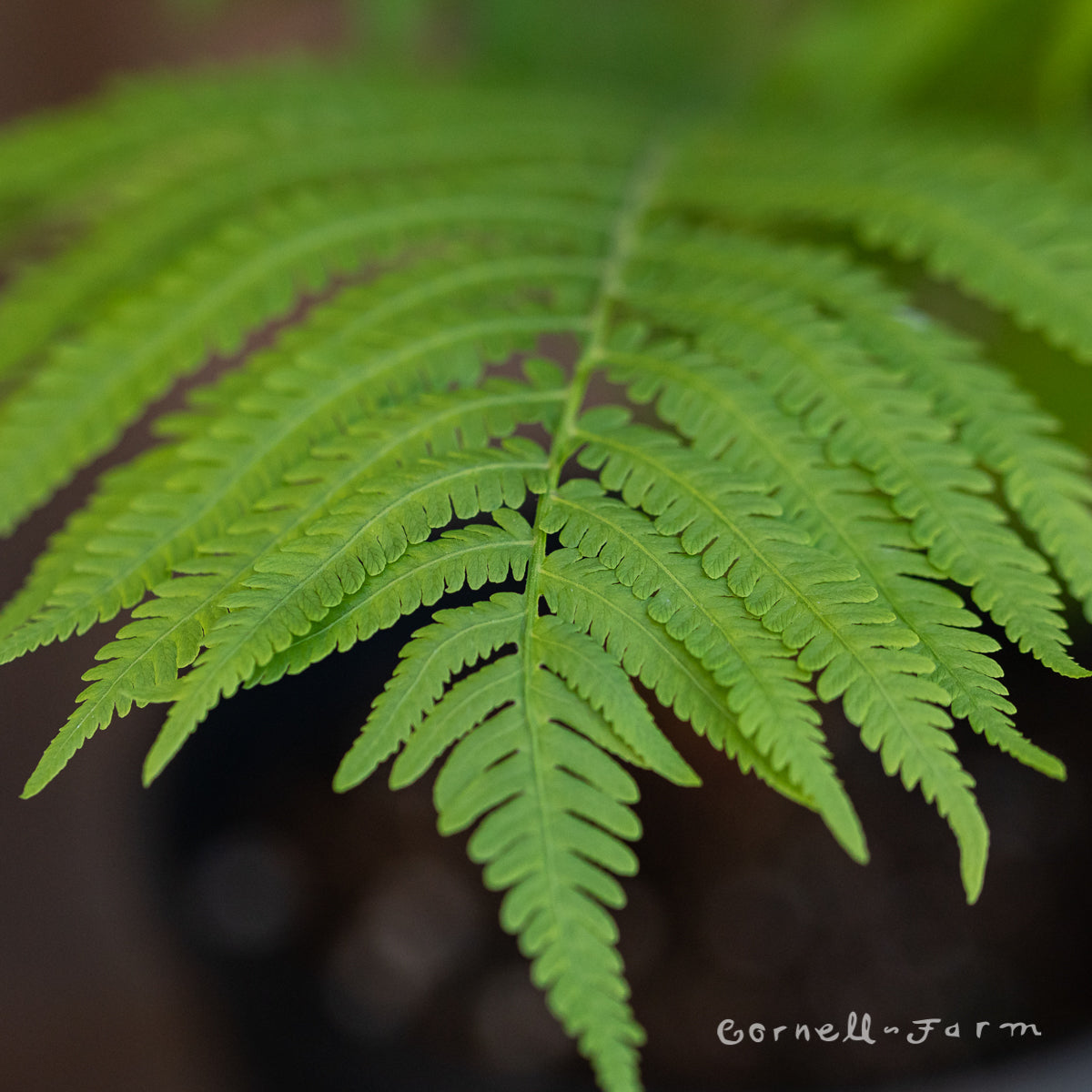 Matteuccia s. The King Ostrich Fern 1gal – Cornell Farm