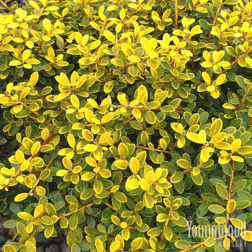 Dwarf Japanese Holly Shrubs