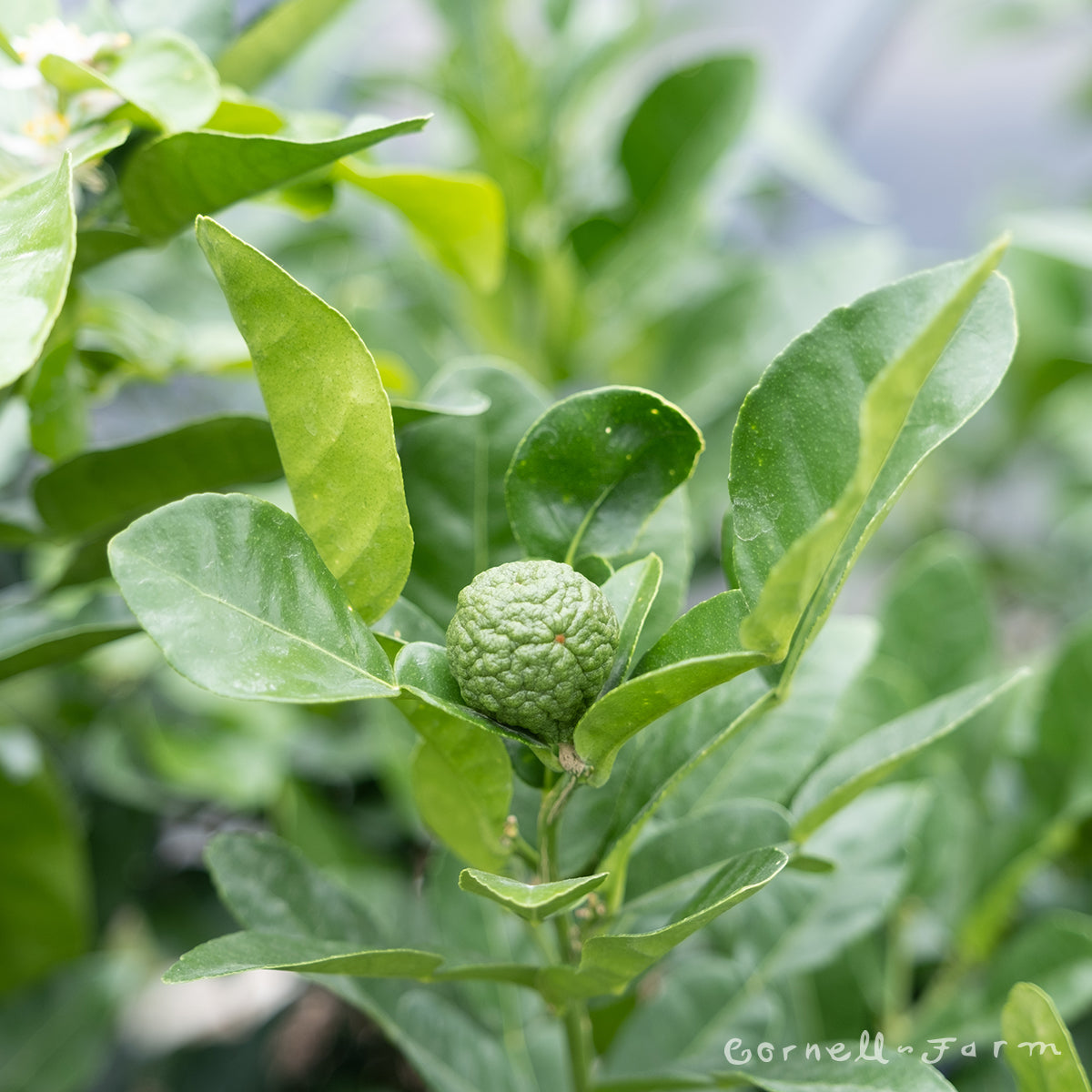 Citrus Kieffer/Thai/Makrut Lime 1gal – Cornell Farm