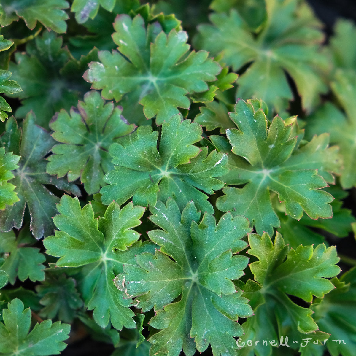 Geranium Biokovo 1 gal CF – Cornell Farm