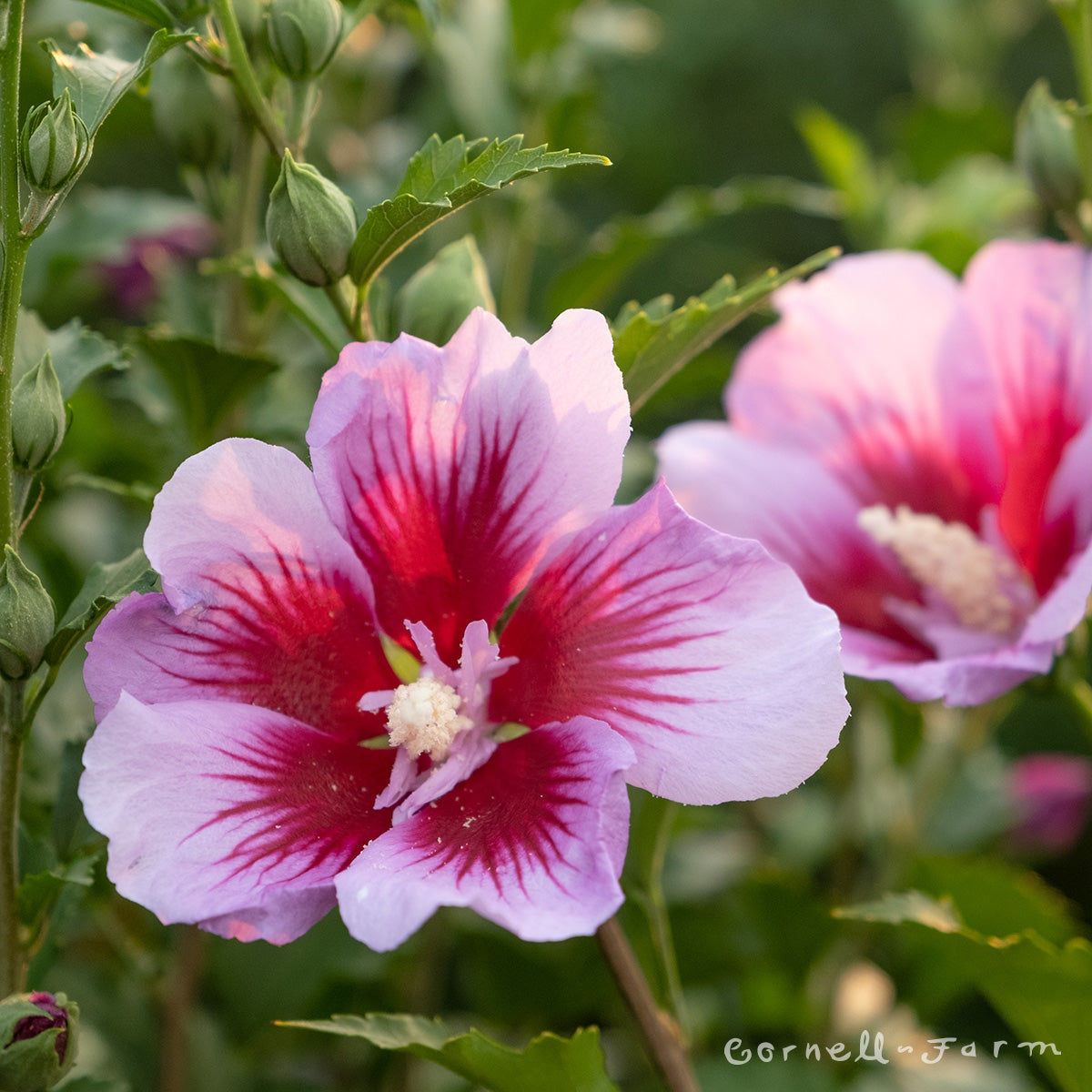 Hibiscus s. Purple Pillar 5gal Hardy Rose of Sharon – Cornell Farm